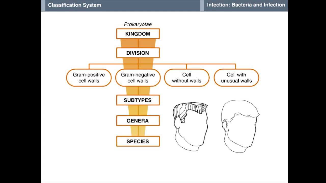 Calssification System Of Bacteria - YouTube
