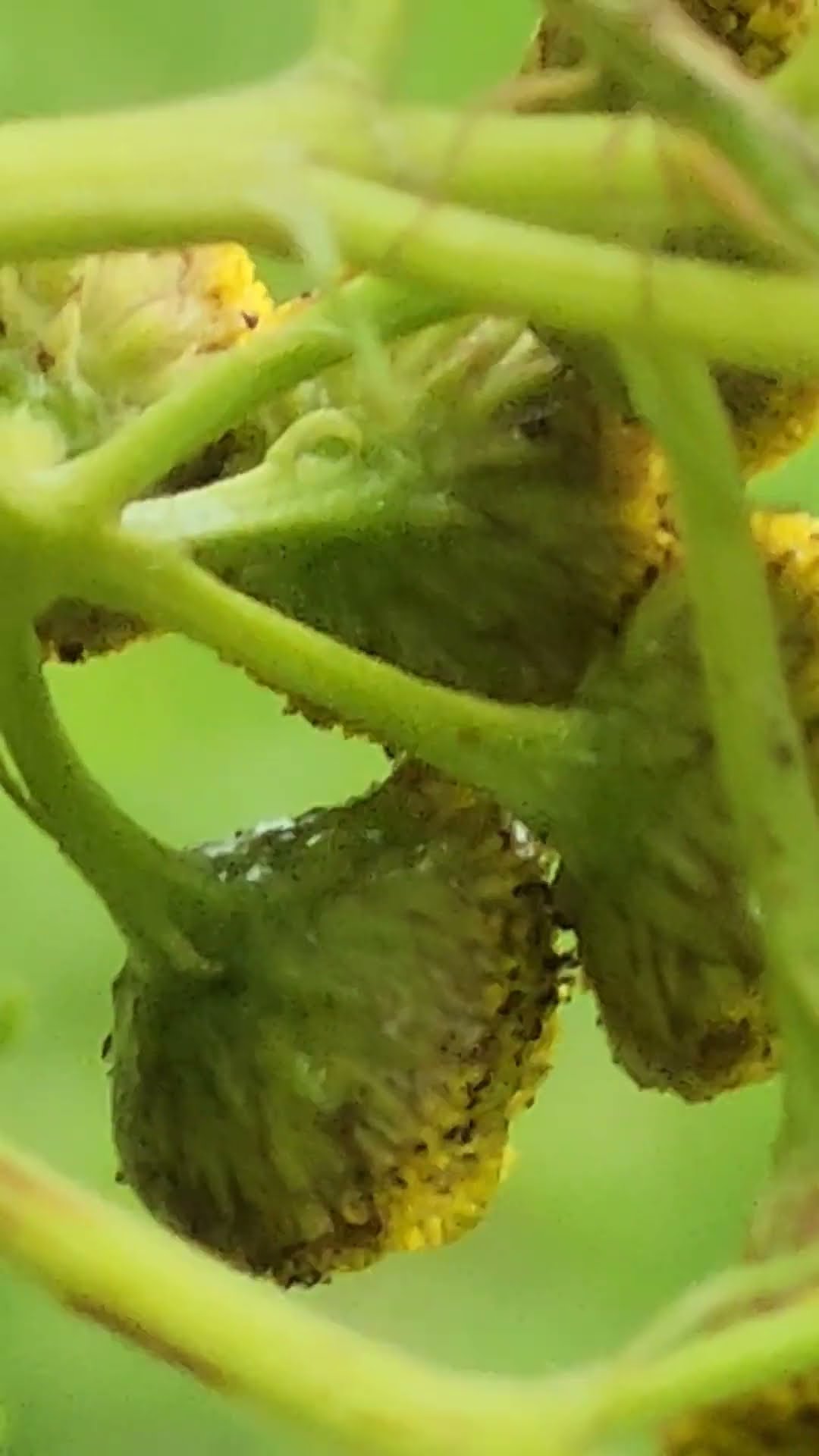 five legged bug climbs tansy #nature #hemiptera - YouTube