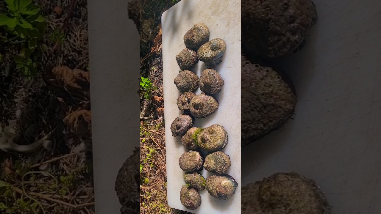 Perth Abalone - 9th Dec 2023, 1st Day Of The Season! - YouTube