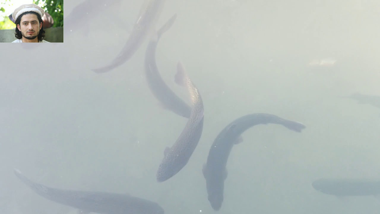 Swat Madyan Chail Trout Fish Farm Jawad Vlog #04 - YouTube