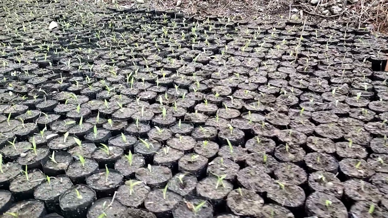 Newly planted abaca seedlings 🌱 - YouTube