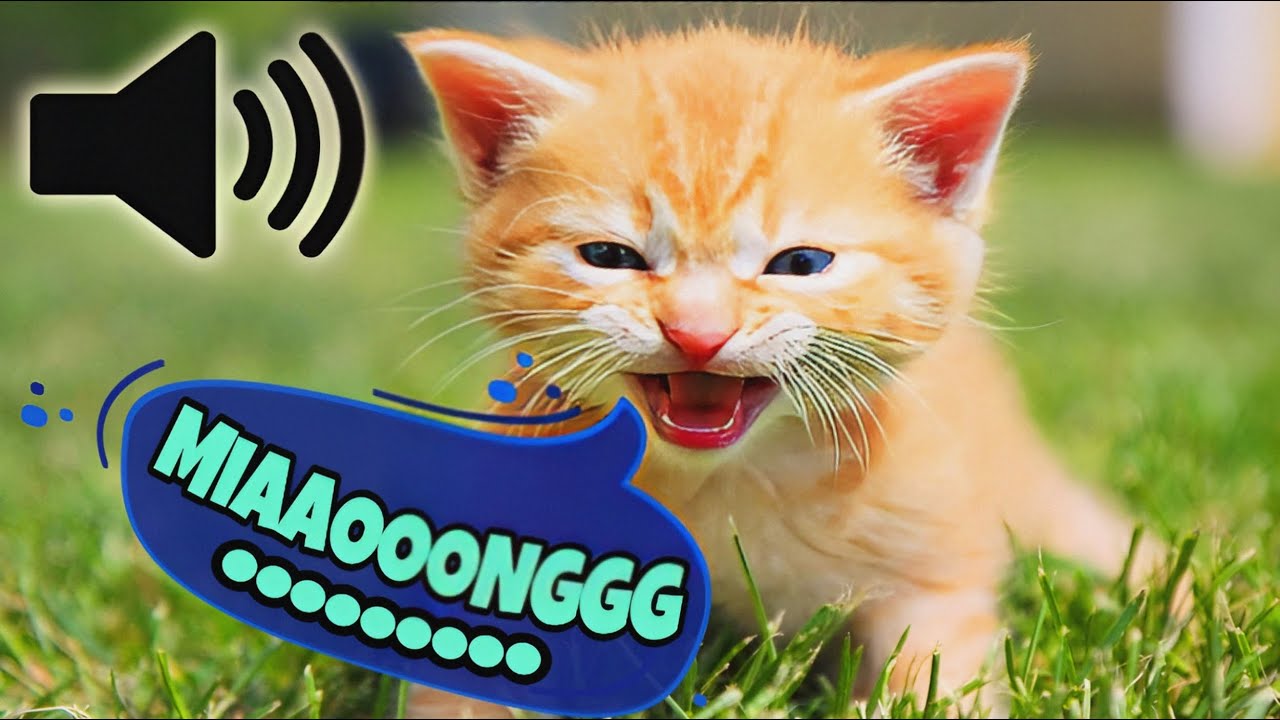 Suara Anak Kucing Lucu - Funny Cats and Kittens Meowing - YouTube