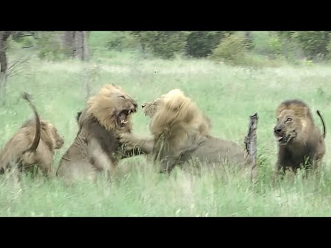 The Clash of Lion coalitions: Brutal fight erupts as one Lion asserts dominance