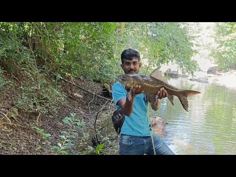 ගල් අමුනෙන් අල්ලපු ලොකු මාළුවා | Fish Catching Siri Lanka River ...
