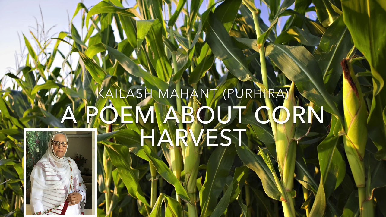 A poem about Corn Harvest by Kailash Mahant (Purhira) - YouTube