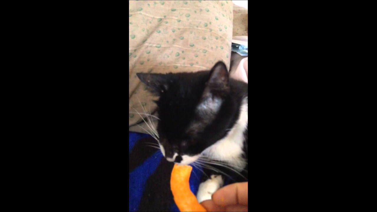 Cat eats Cheetos - YouTube
