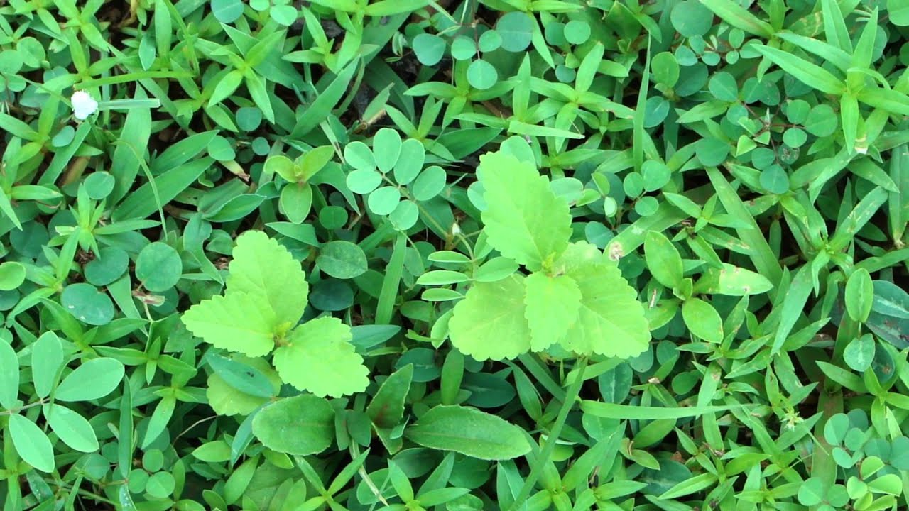 Promising Potherb for Skin diseases- Pankaj Oudhia's Ethnobotanical ...