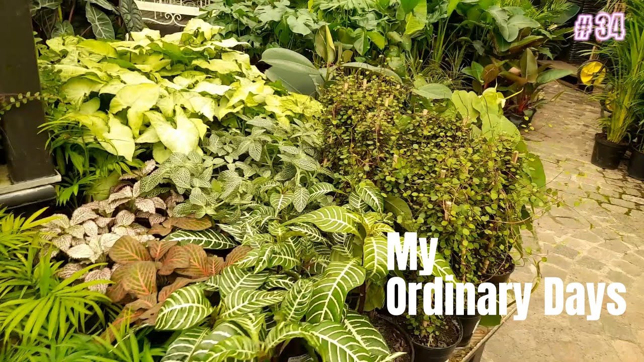 Trip to the garden shop! and buying more plants 😊🪴🌱 - YouTube