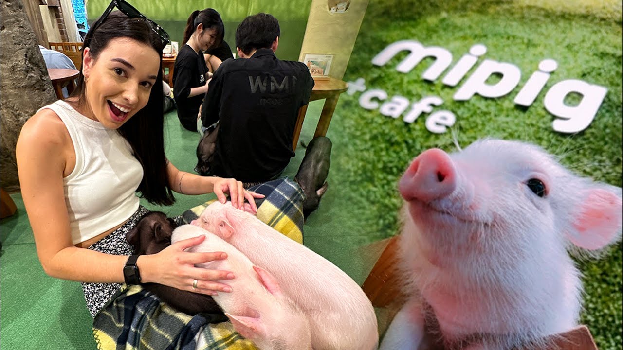 Fui na Cafeteria dos Mini Porquinhos 🐷🐷 Mipig Café (Harajuku, Japão) - YouTube