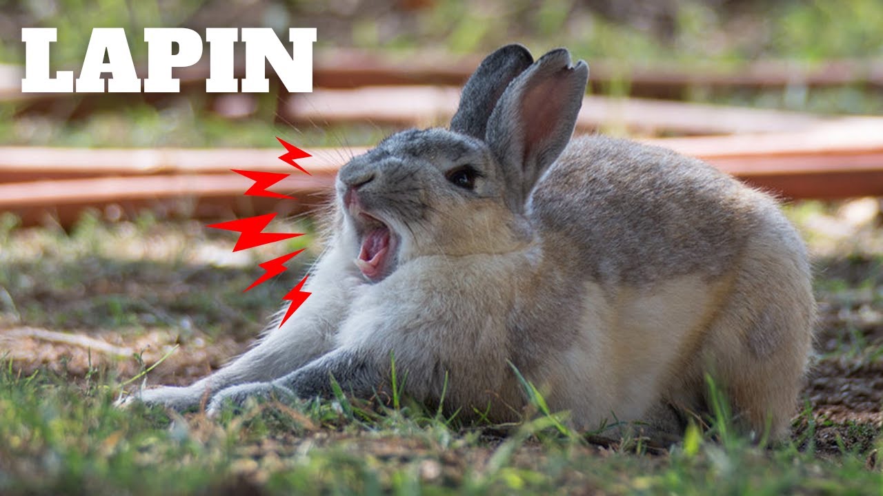 Le CRI du LAPIN, LAPIN qui GLAPIT - YouTube