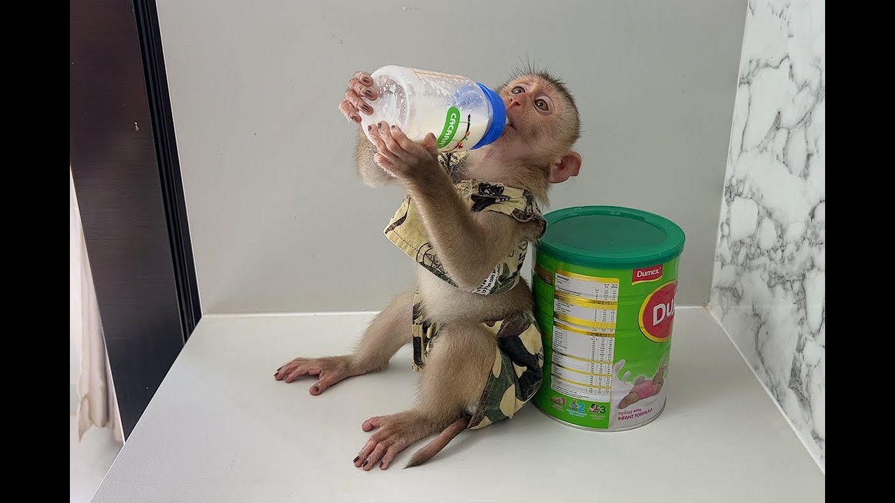 Fido Finally Calm Down A Bit After Getting His Bottle Milk To Drink ...