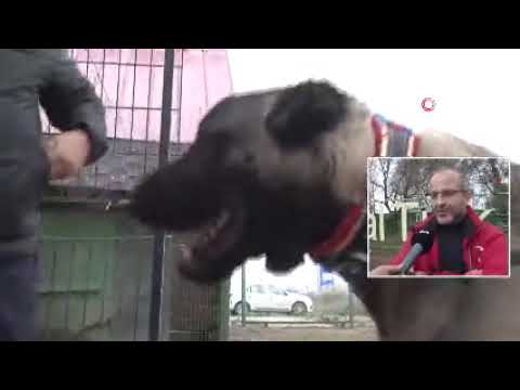 Fiyatı Lüks Arabalarla Yarışan Kangal Köpeği 20.000 € EURO