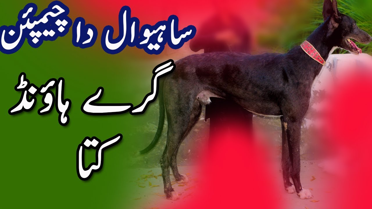 Greyhounds dogs in Pakistan village ( champion of sahiwal ) - YouTube