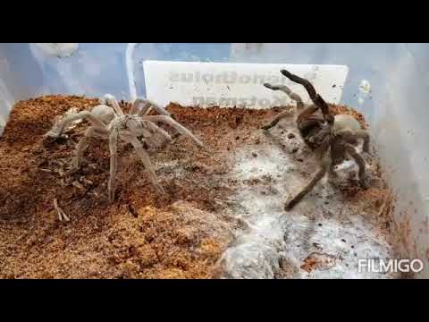 Selenotholus Kotzman Tarantula Mating - YouTube