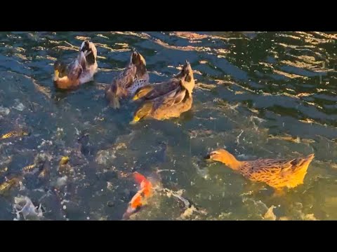 A lot of fish and ducks 15/12/24 - YouTube
