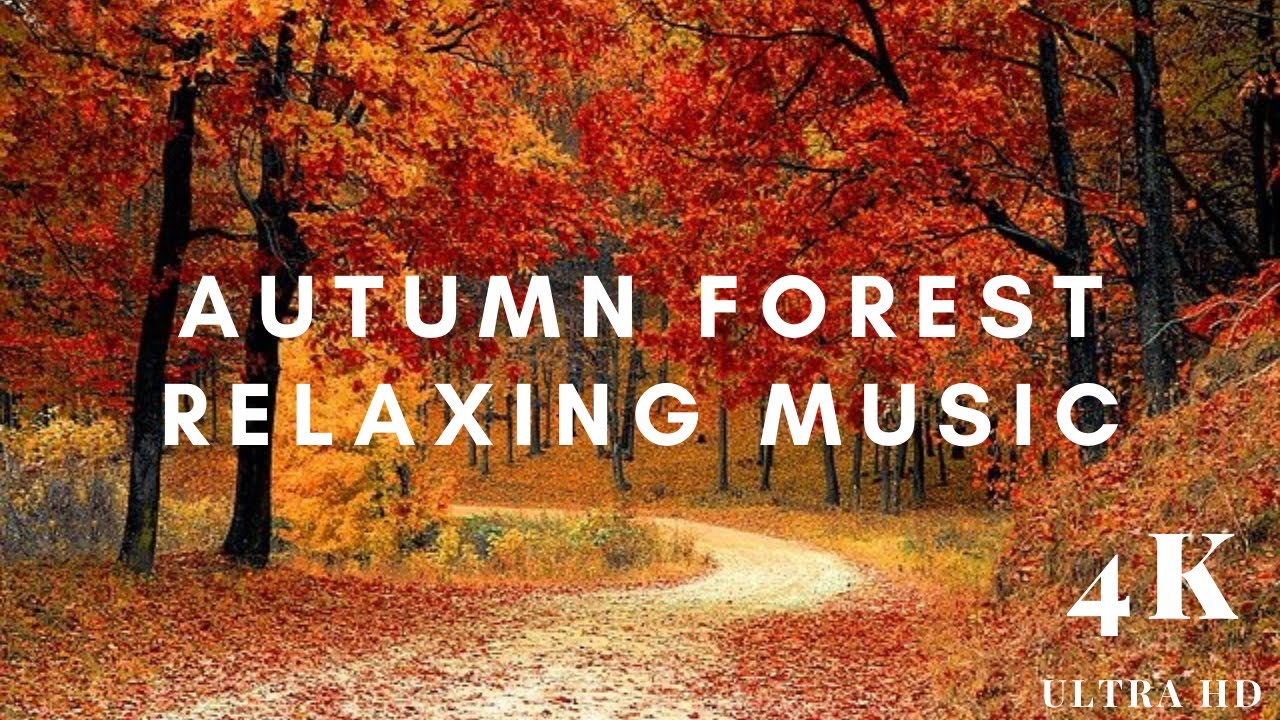 Autumn Forest Ambience 40 Minutes Relaxing Music - Autumn Forest - YouTube