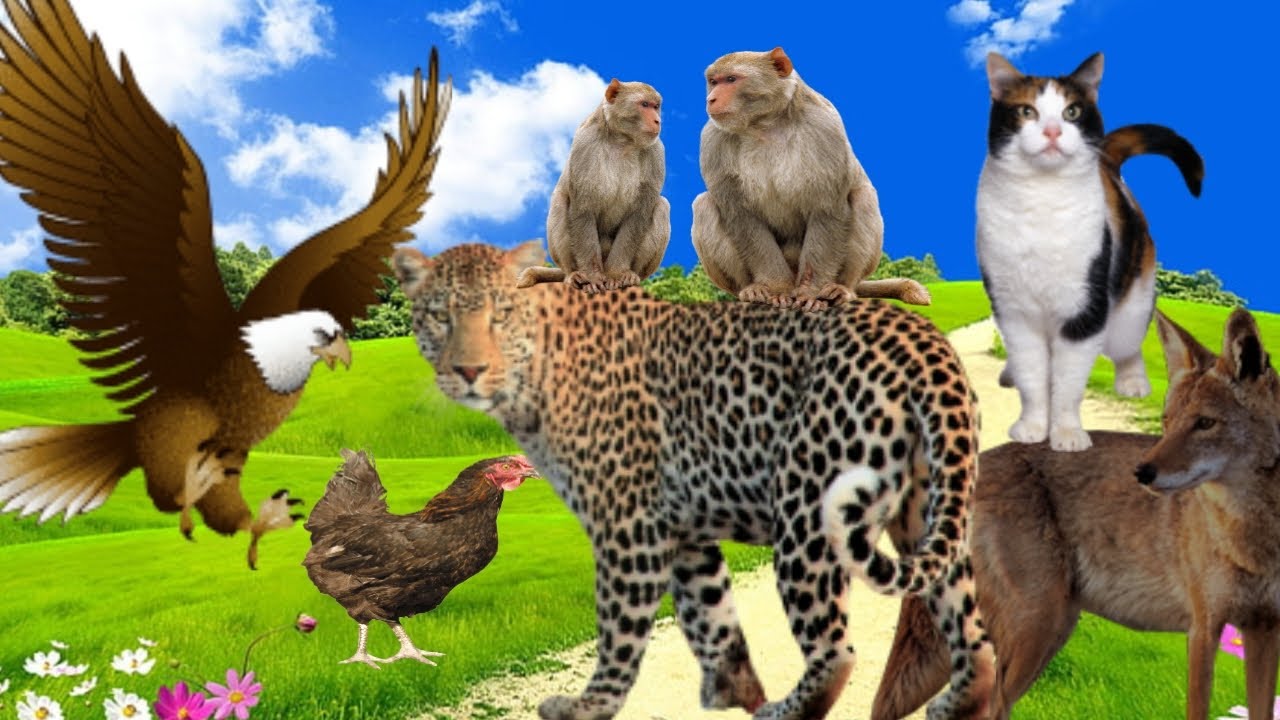 The amazing World of wild Animals Nature Sounds q - YouTube