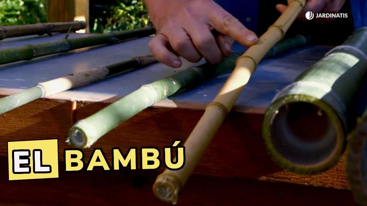 El bambú: Variedades, plantación en maceta y cosecha // Jardinatis ...