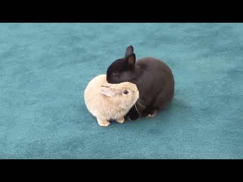 Netherland Dwarf Rabbits, Orange and Black, Best Friends - YouTube