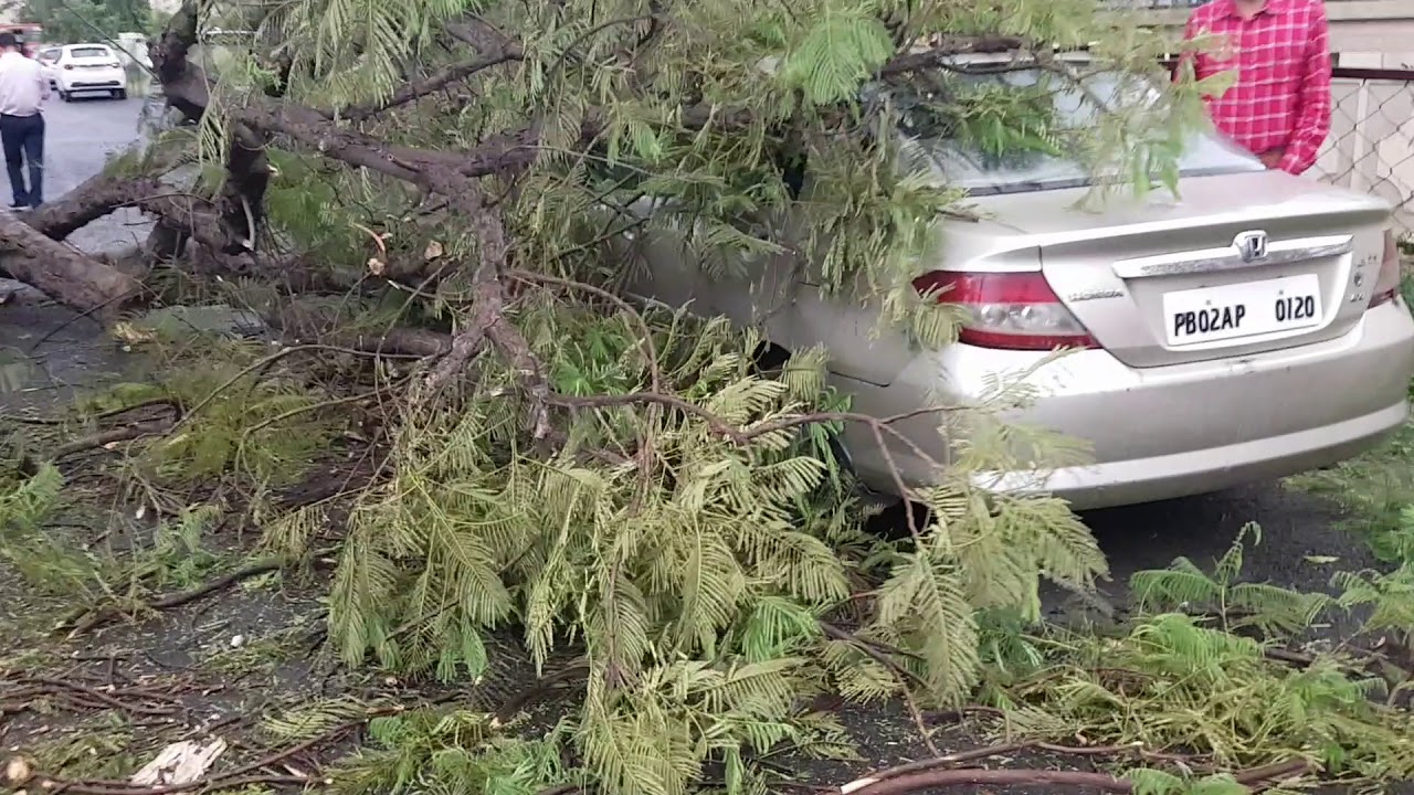 Maruti Cars damaged by Tree in Jammu - YouTube