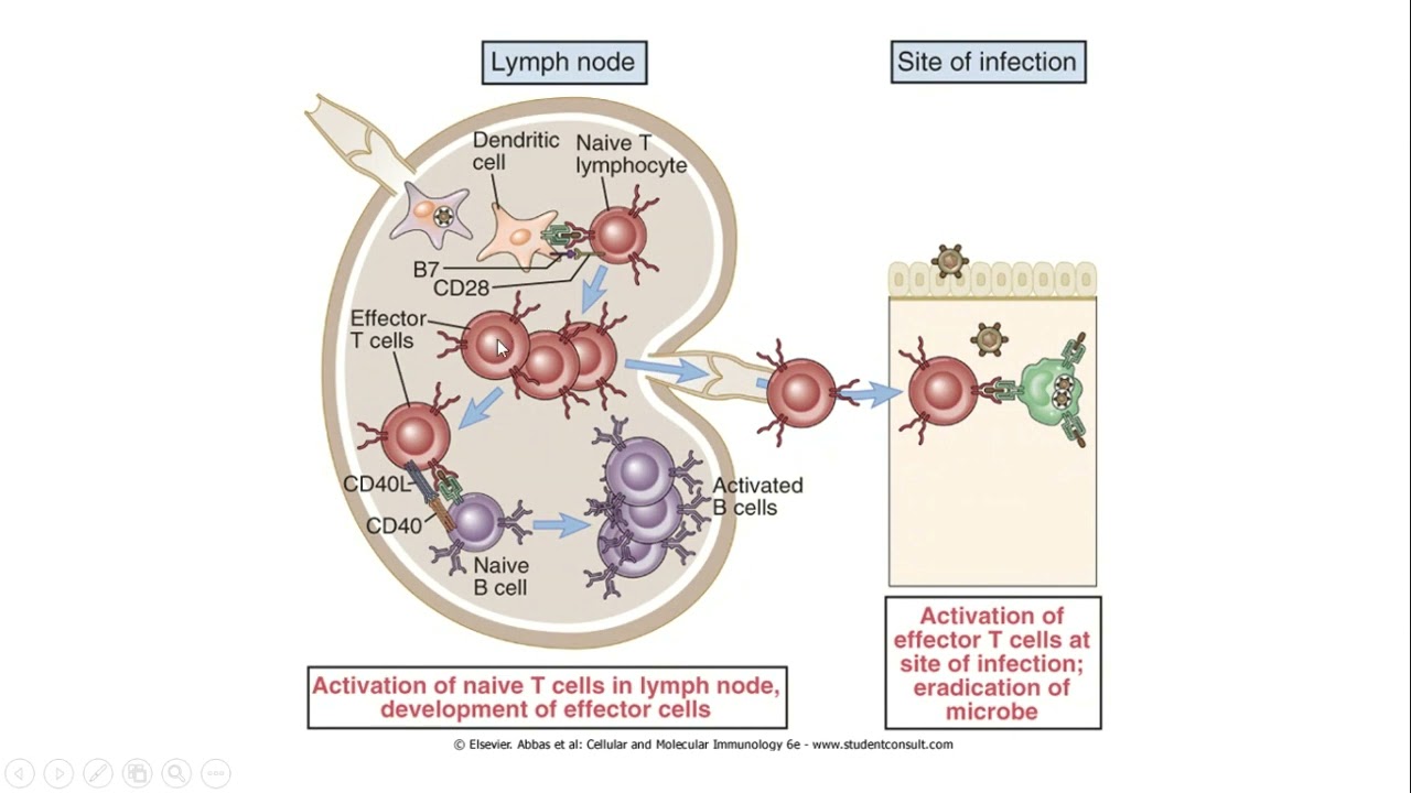 Inmunología - Activación de los Linfocitos T y Linfocitos B 1/1 - YouTube