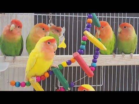 The Melodic Language of Lovebird Happiness 🎵 🦜