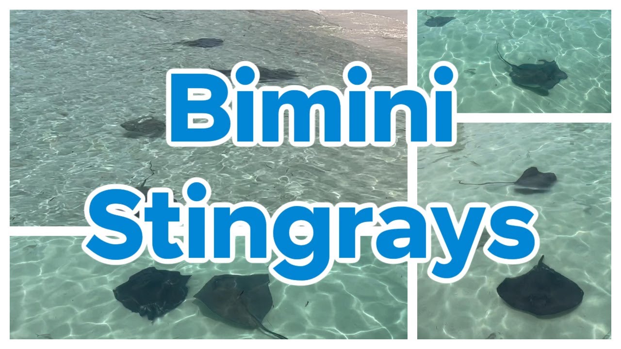 Granduer of the Seas Sep 2023, Bimini Sting Ray Excursion & Sharks ...
