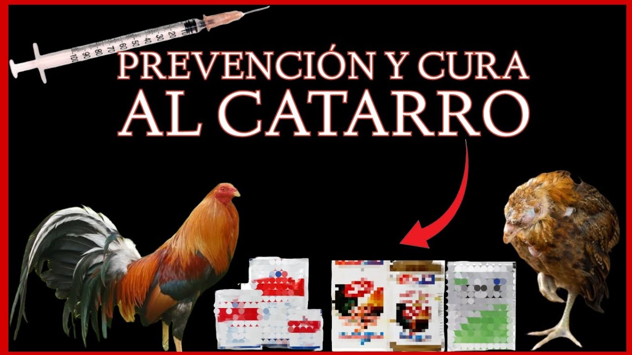 Cómo Curar el Catarro en las Aves - YouTube