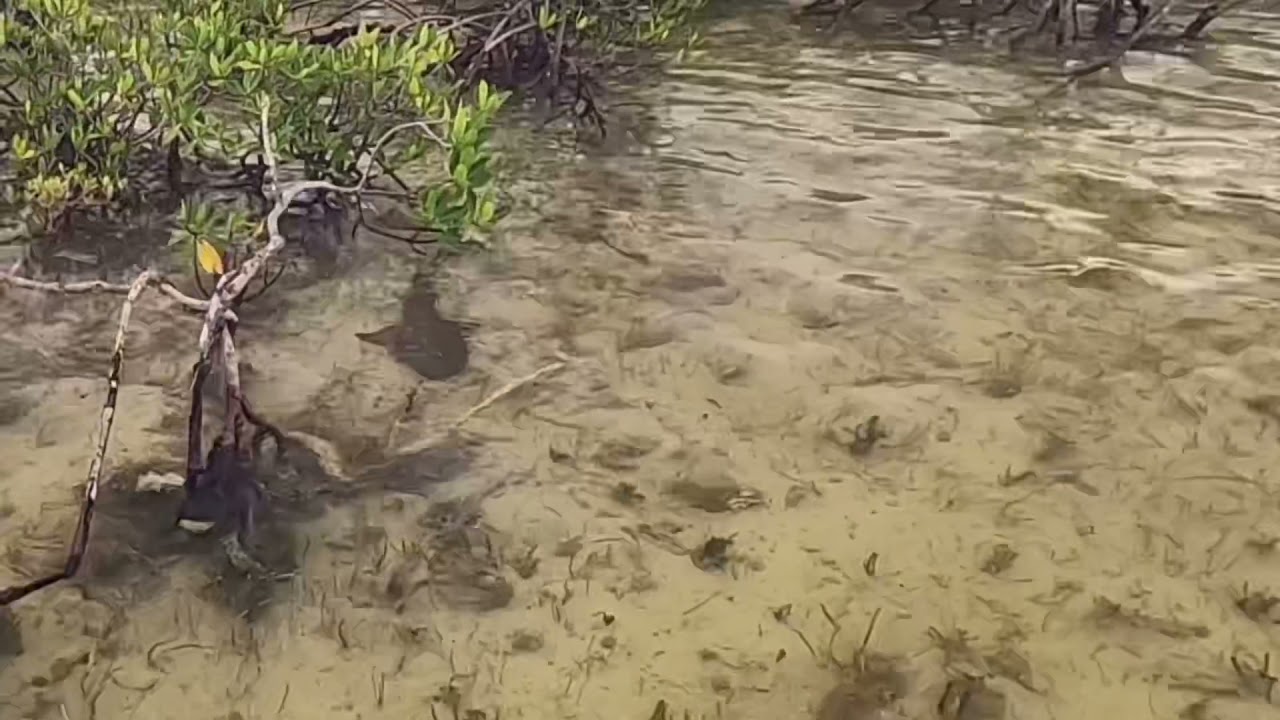 Middle Torch Key (North) morning paddle - YouTube