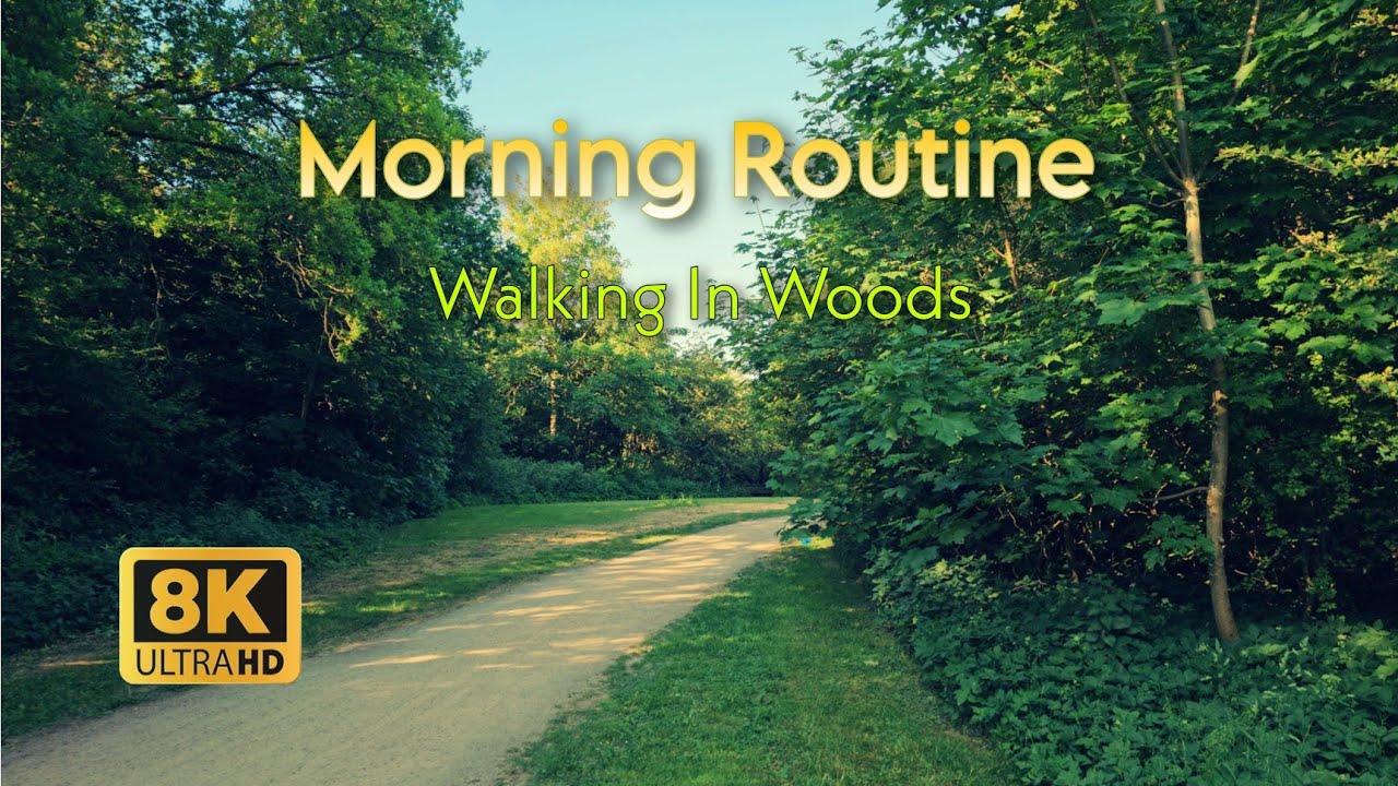 Morning Routine, Walking In Wood, 8K, #nature #morningroutine #walking ...