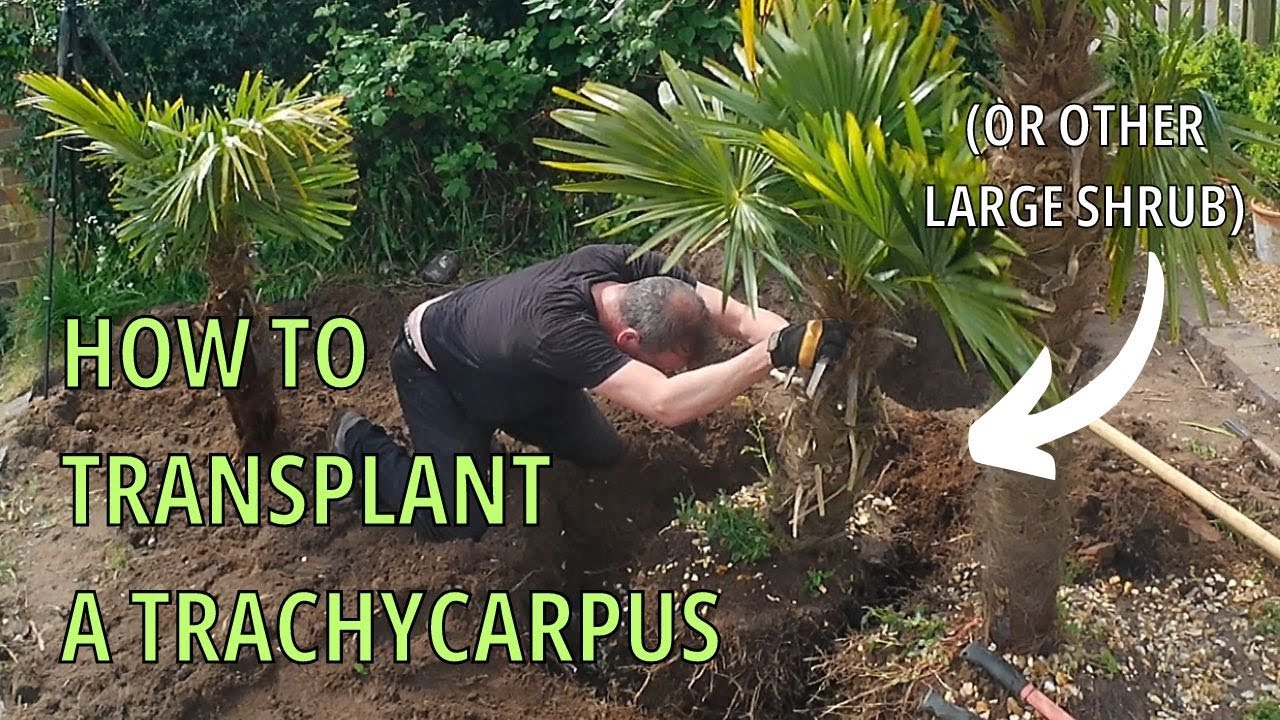 How to Move a Small Tree or Shrub in the Garden - YouTube