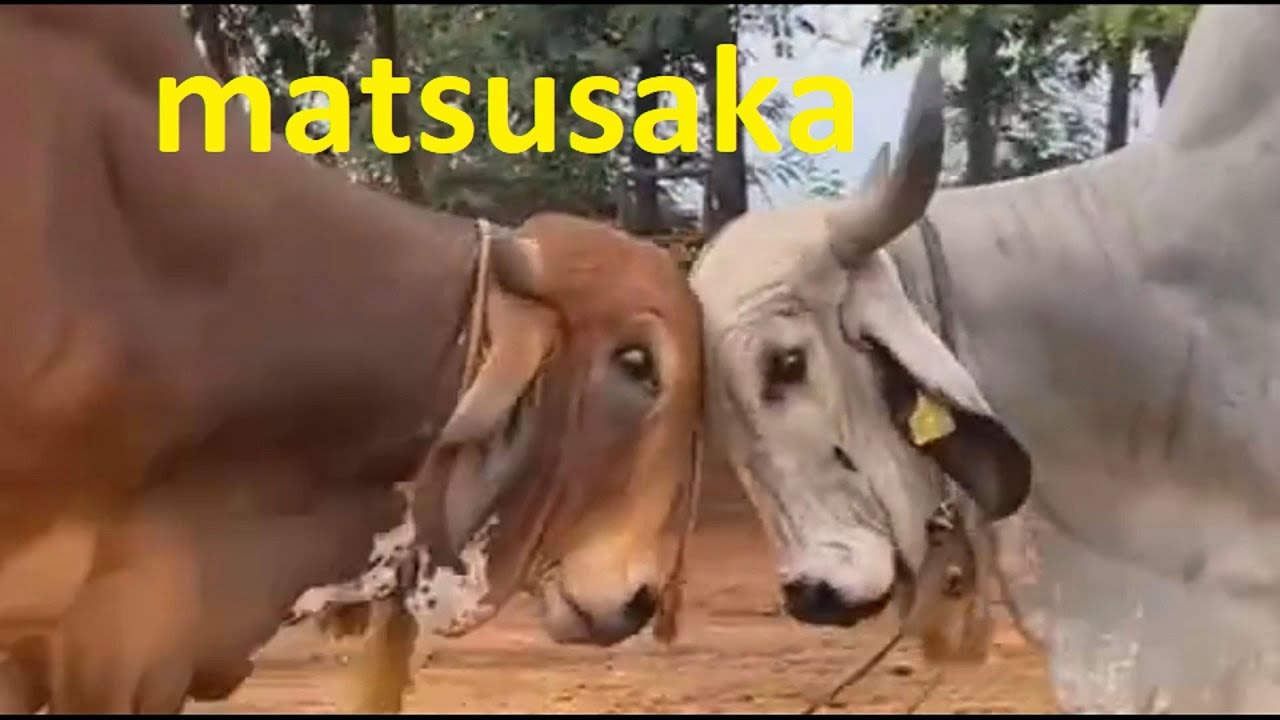 if TWO BULLS FIGHT for DOMINANCE n THIRD BULL JOIN in , soon the fight ...