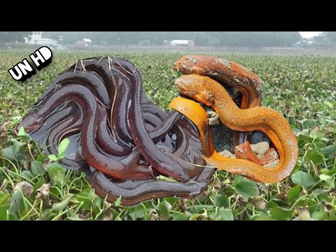 Amazing Eel Hunters//BD fishing // Natural Eel catching // Awesome Eel ...