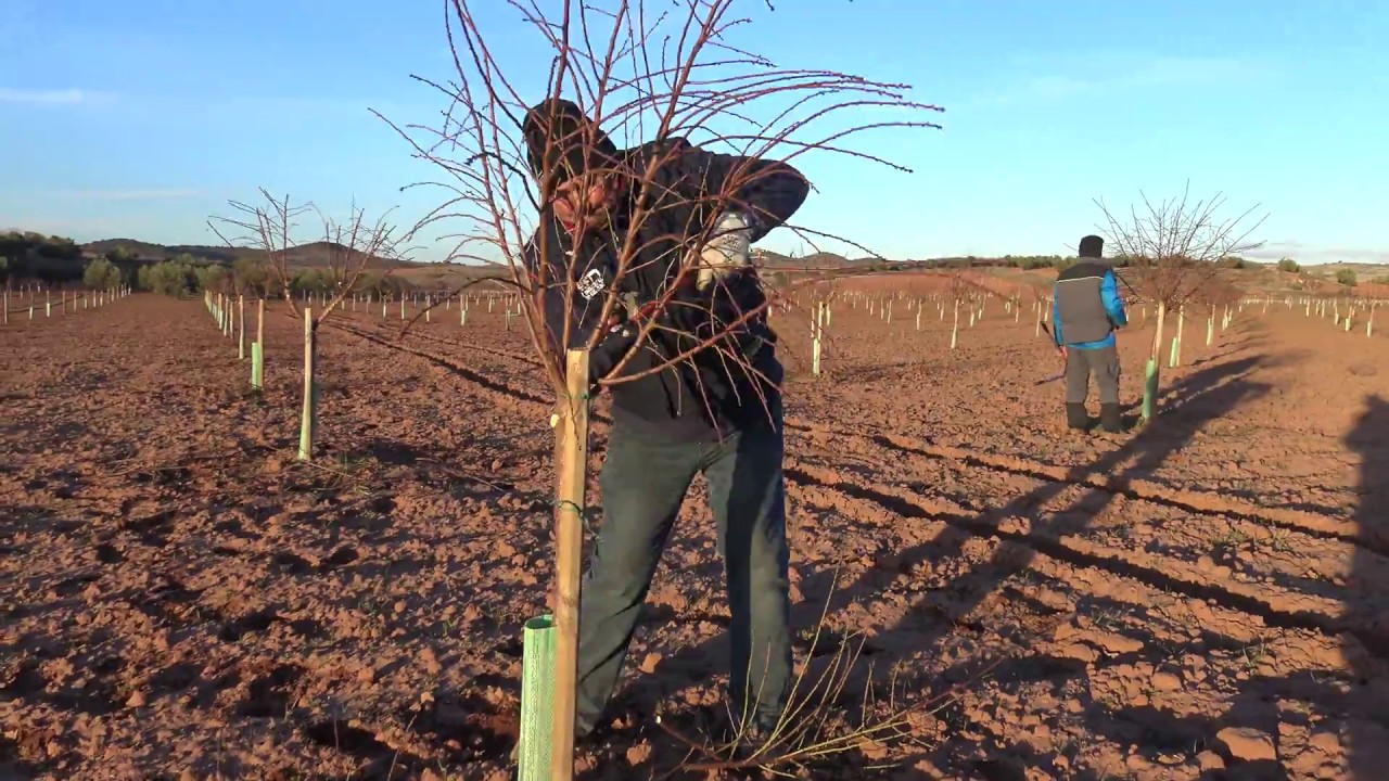 Poda de Formación Variedad Penta 2º Año- Secano - YouTube