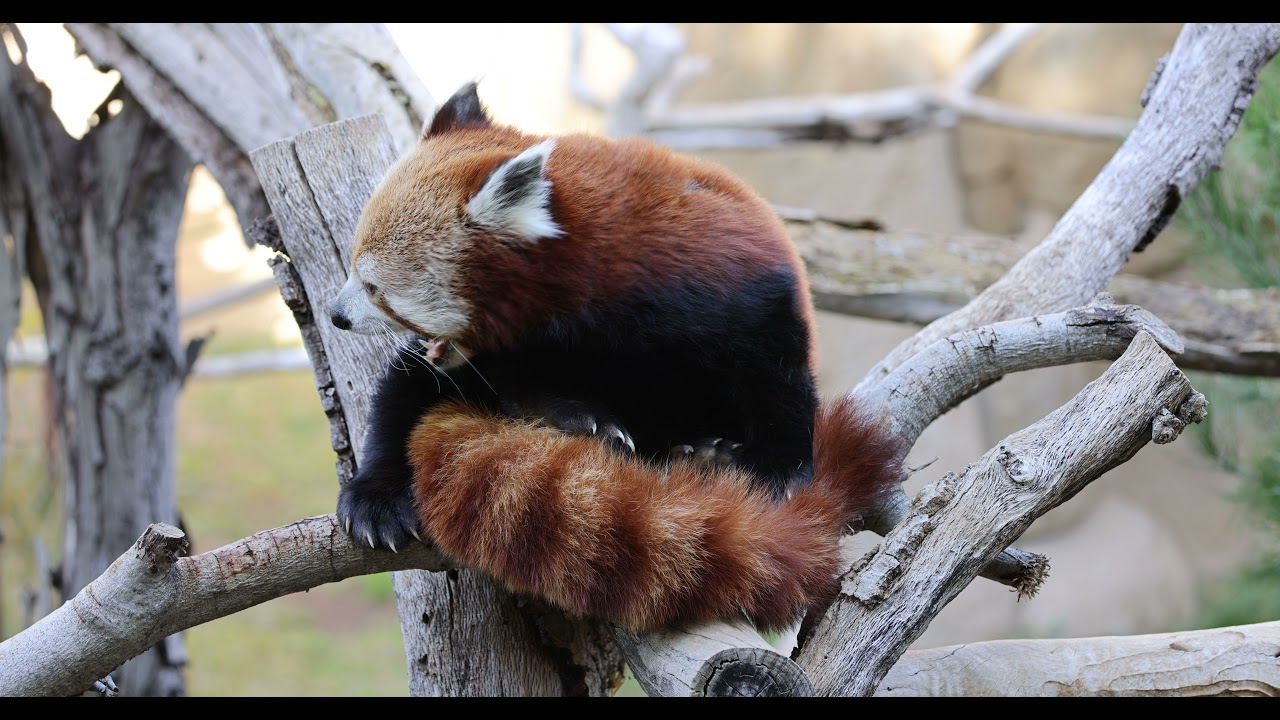 Red Panda Cleaning - YouTube