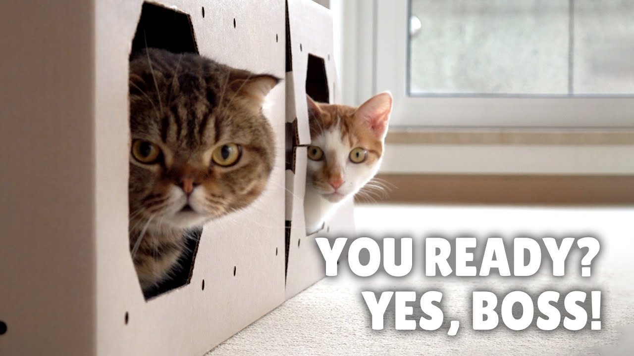 You Ready? | Kittisaurus Villains - YouTube