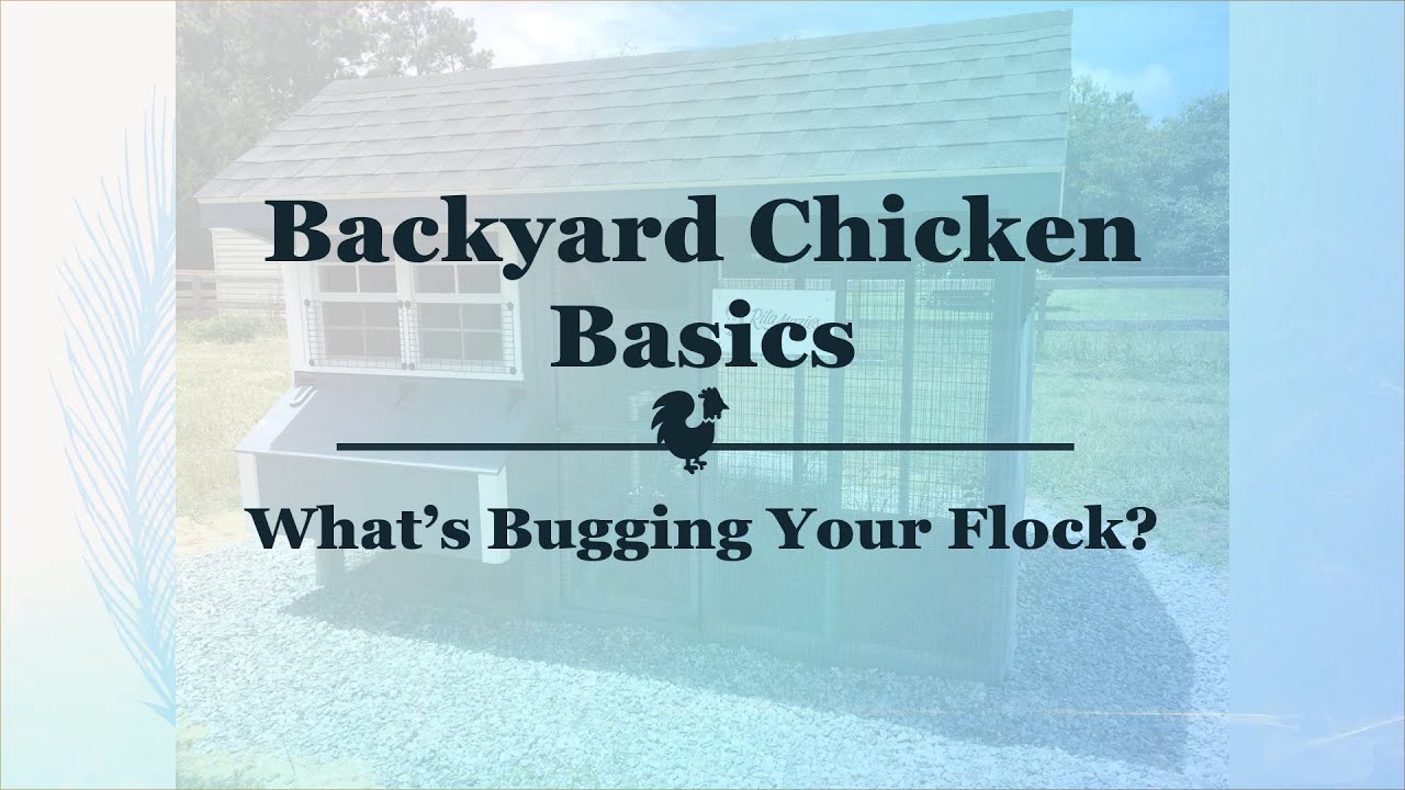Backyard Chicken Basics: What's Bugging Your Flock - YouTube