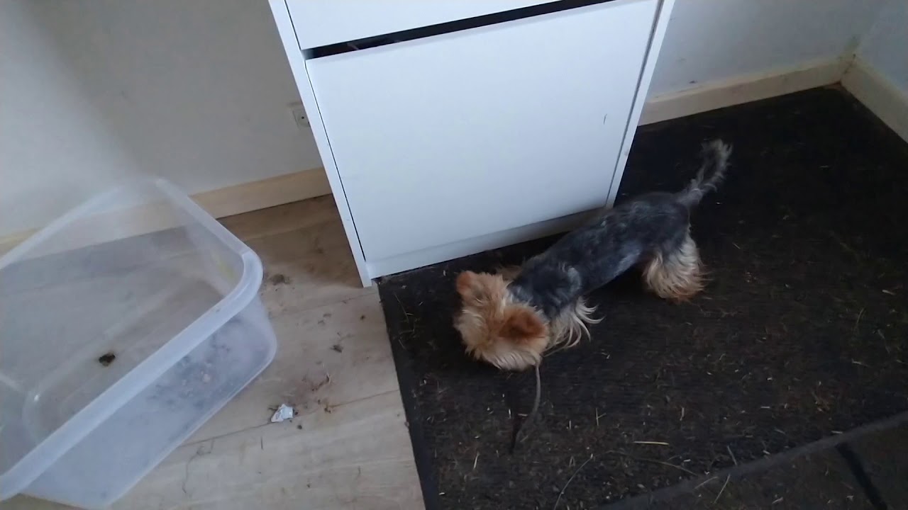 Cujo the Yorkie kills his first rat - YouTube