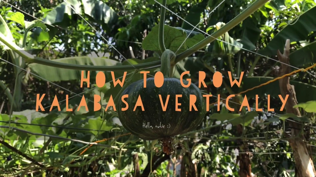 LET’S GROW TOGETHER! 🌱 How to Grow Organic Squash or Kalabasa ...