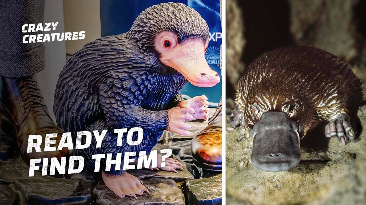These Are the Real-Life Fantastic Beasts of the Wizarding World - YouTube