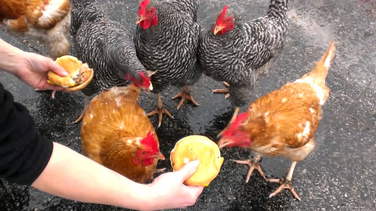 Chicken McDouble - YouTube