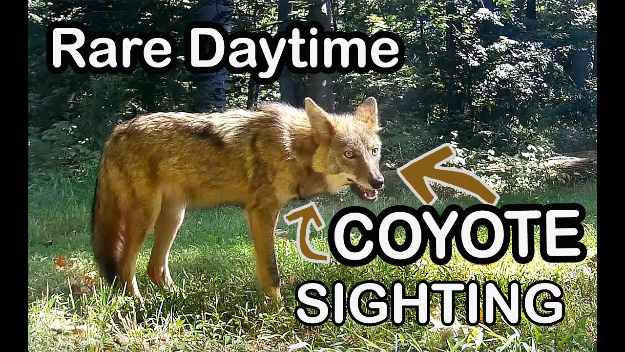 Coyotes Rare Daytime Sighting: Caught on Trail Camera - YouTube