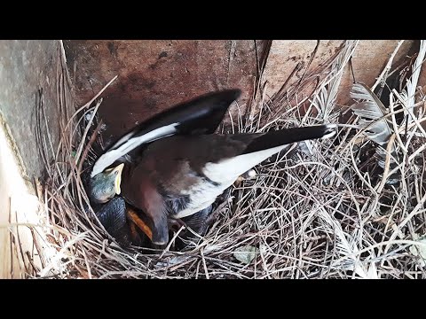 EP 37 | Myna again throws baby bird Aside to Fight Nest Bugs | Myna ...