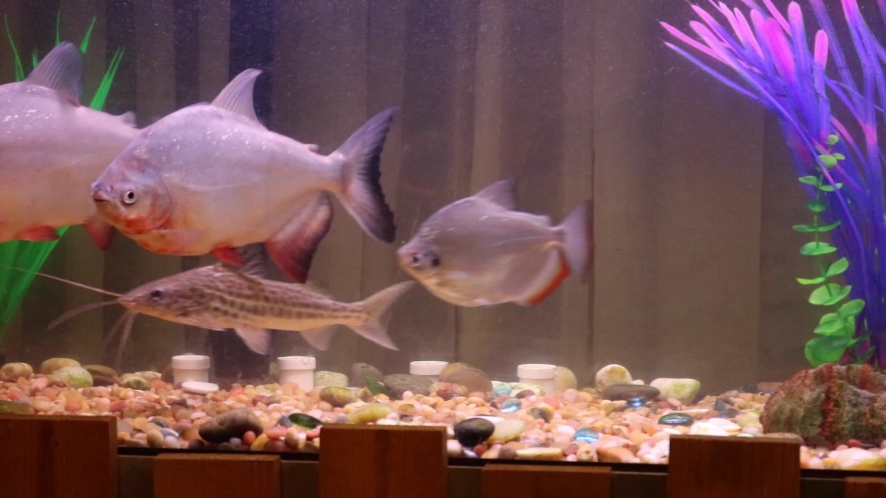 Macho Fish Off - YouTube