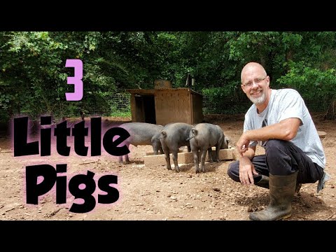 These Little Pigs Are Awesome - YouTube