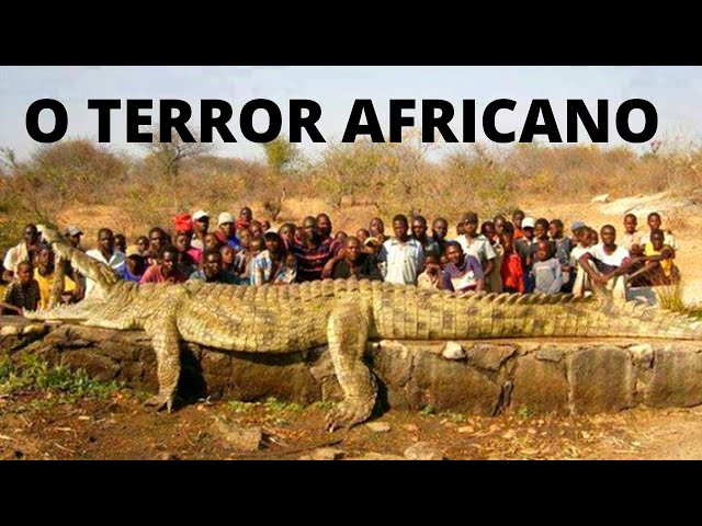 Crocodilo Gigante Africa