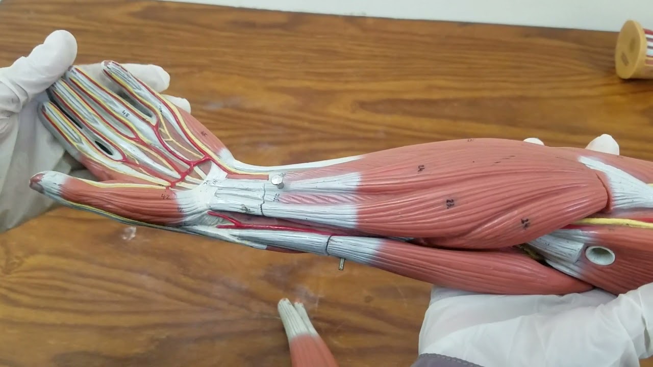 Upper Limb Muscles Model