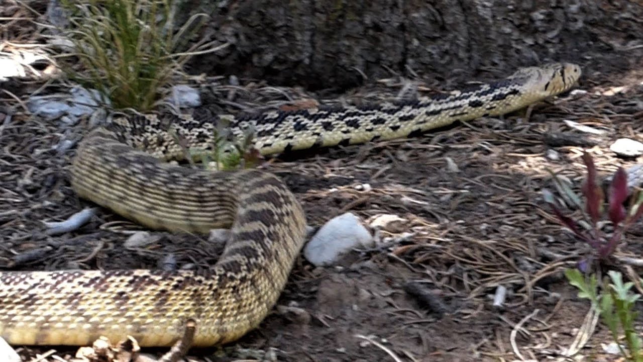 Gopher Snake in the Mountains - YouTube