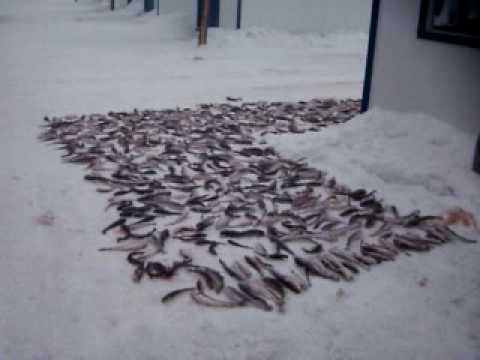 Pêche poisson des chenaux 2010 - YouTube