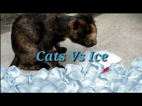 Cats vs Ice - Cats Licking Ice - Funny Cats - Baby Cats - Kitten Vs Ice ...